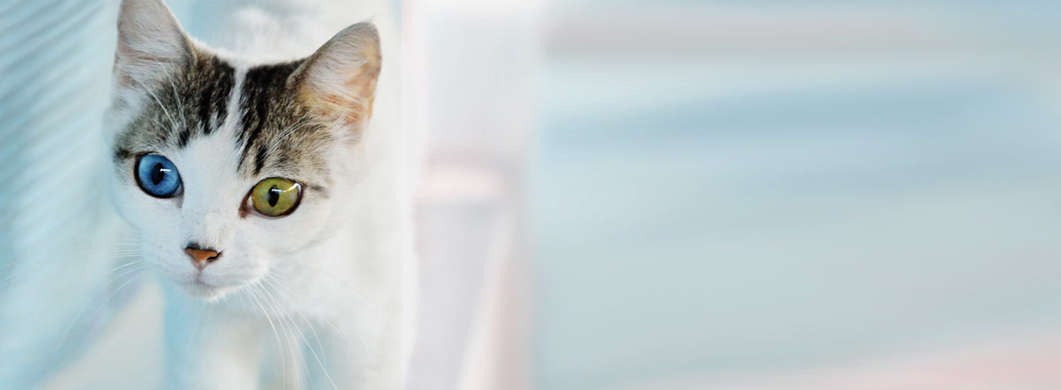 PuRR Project - No-Kill Feline Rescue Shelter - Puerto Vallarta » PuRR ...