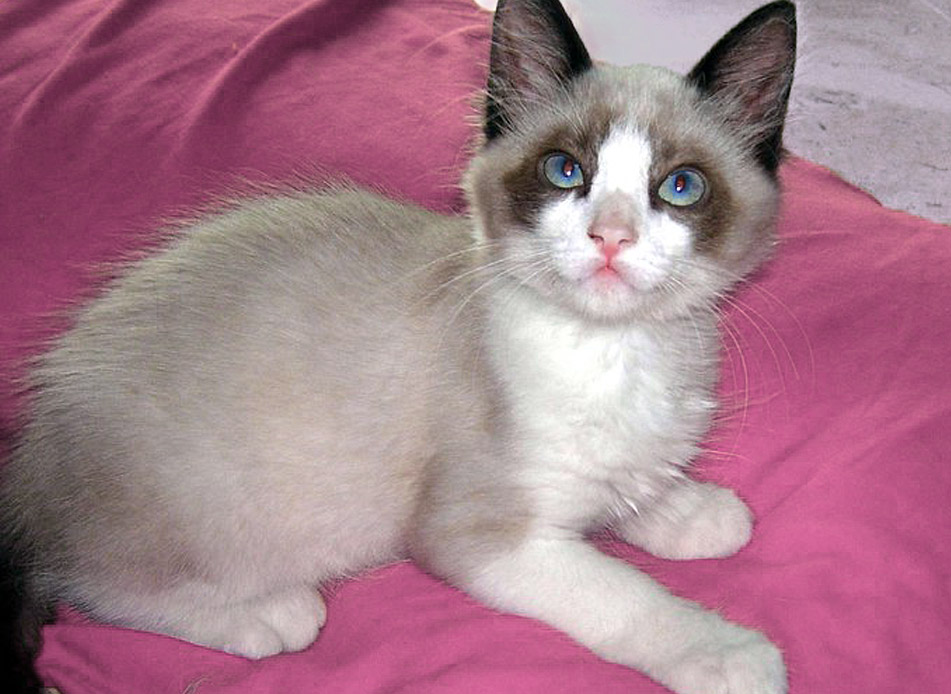 PuRR Project adopt-header-square - Kitten on pink cushion » PuRR Project